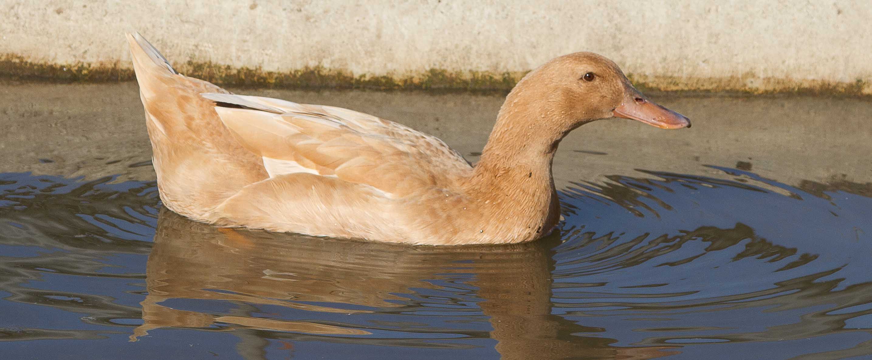 Images of Our Widfowl :: Poultry Breeder :: Poultry Breeder Suffolk :: Poultry Breeder Norfolk